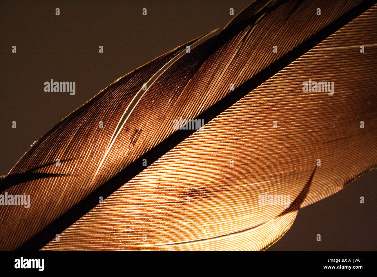 CLOSE UP OF A GOLD COLOURED BIRD FEATHER Stock Photo - Alamy