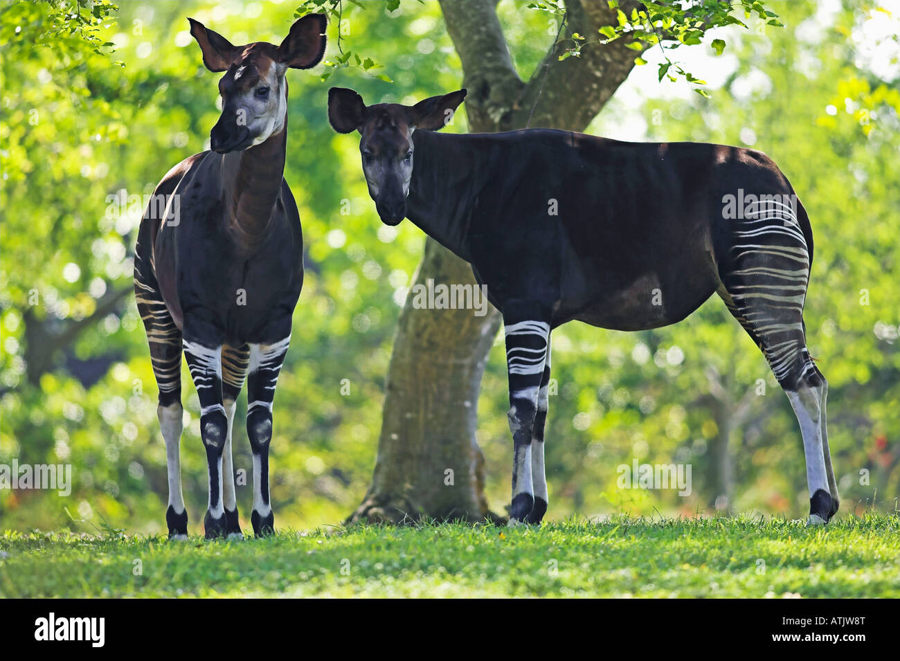 Okapis hi-res stock photography and images - Alamy