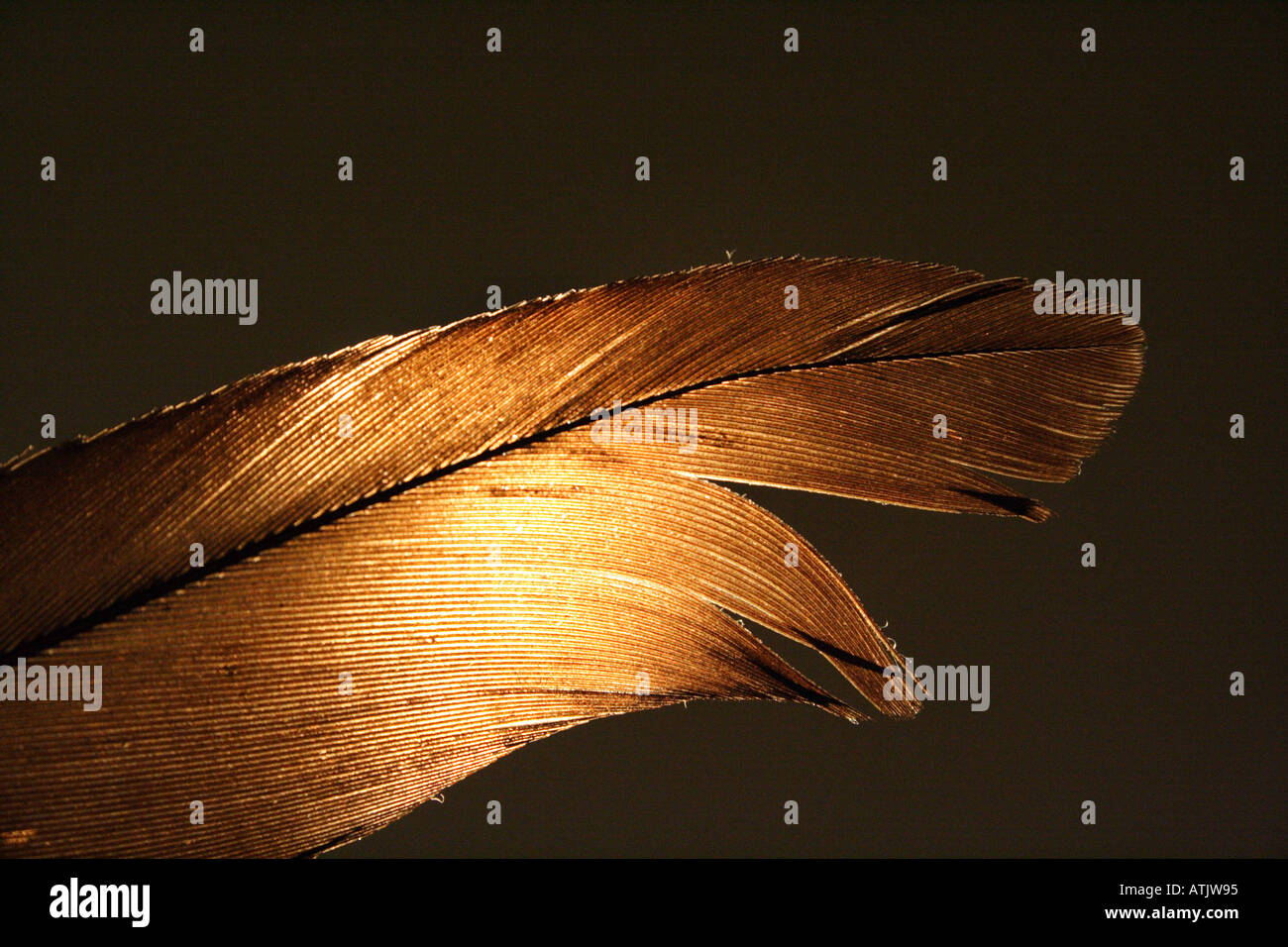 CLOSE UP OF A GOLD COLOURED BIRD FEATHER Stock Photo - Alamy