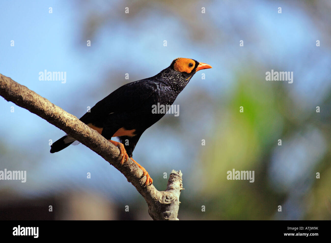Single faced hi-res stock photography and images - Alamy
