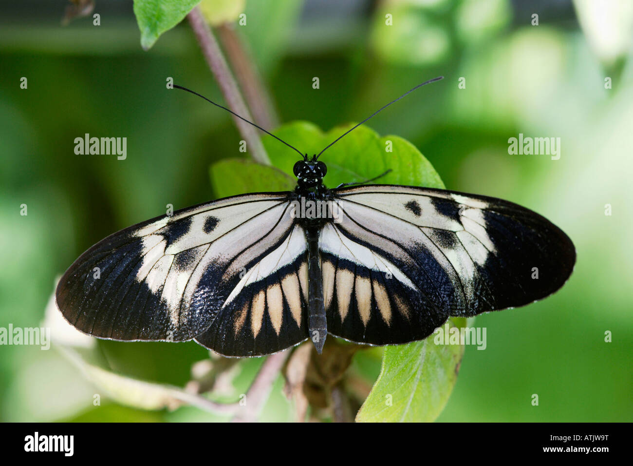 Piano key butterfly hi-res stock photography and images - Alamy