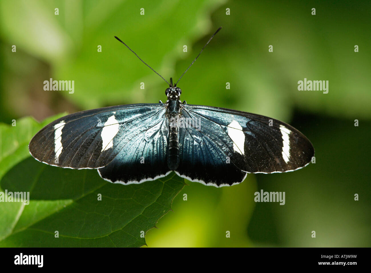 Longwing Sara Butterfly Stock Photo - Alamy