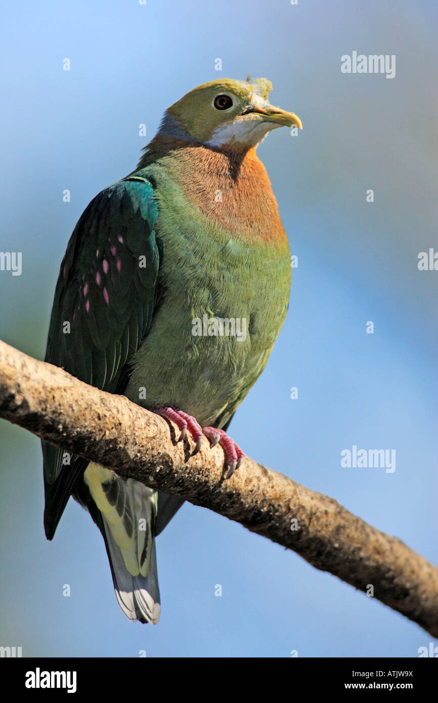 Pink-Spotted Fruit Dove Stock Photo - Alamy