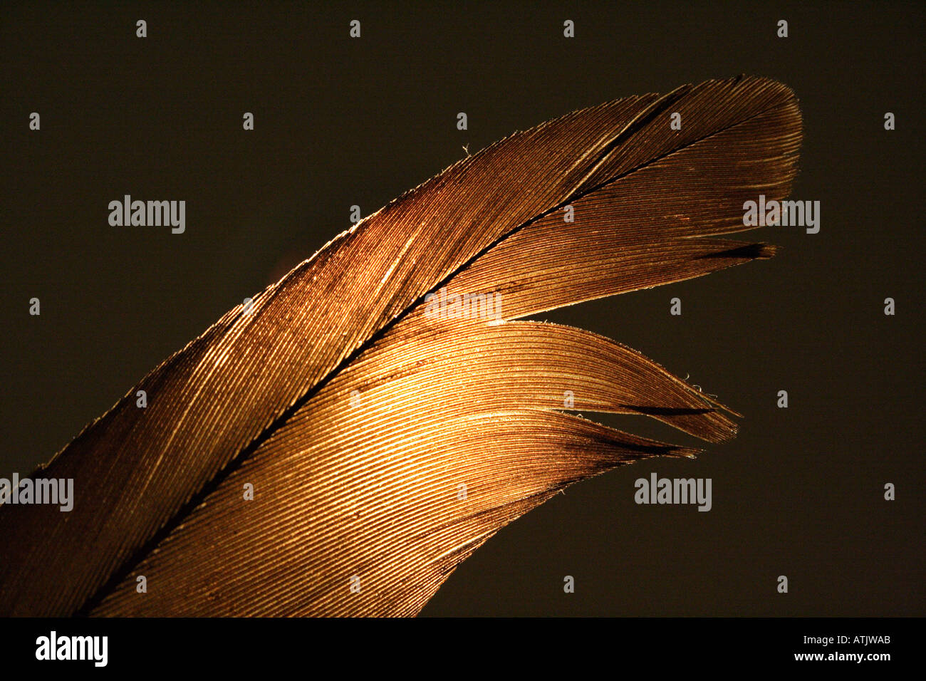 CLOSE UP OF A GOLD COLOURED BIRD FEATHER Stock Photo - Alamy