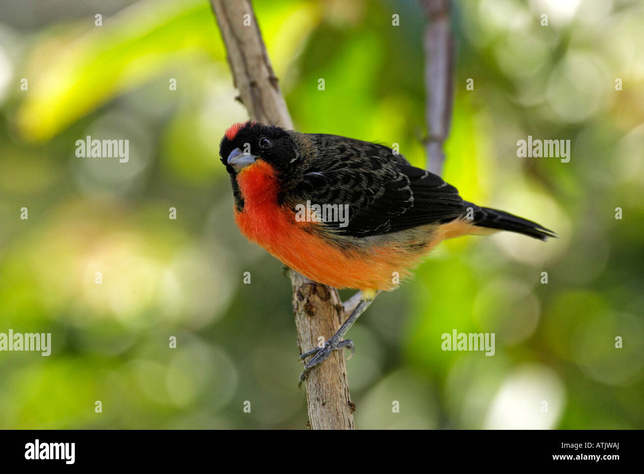 Crimson Finch Tanager Stock Photo - Alamy