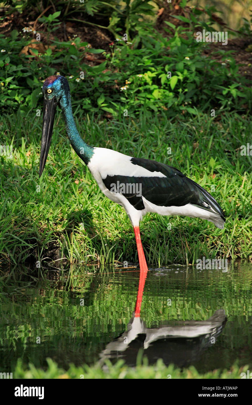 Female black necked storks hi-res stock photography and images - Alamy