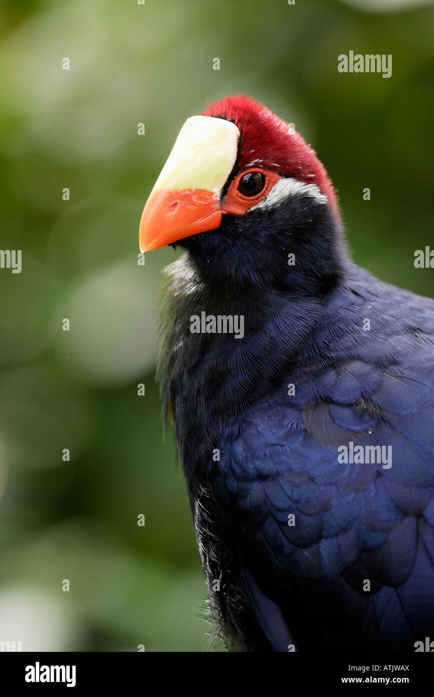 Violet turaco musophaga violacea portrait hi-res stock photography and ...