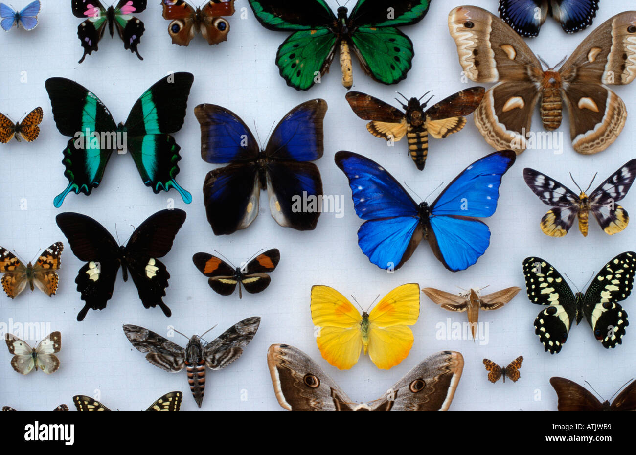 Butterfly types hi-res stock photography and images - Alamy