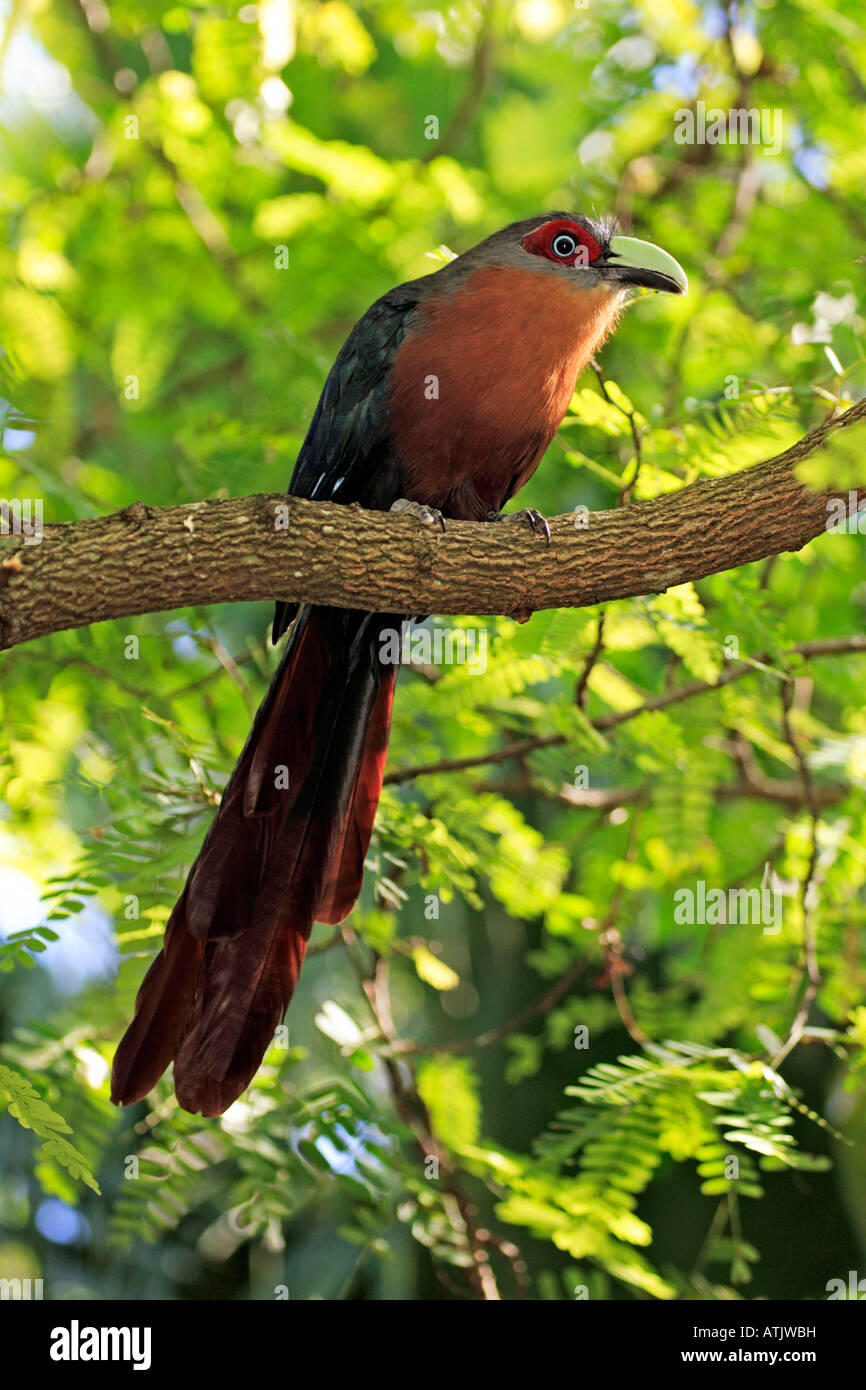 Chestnut breasted malkoha malaysia hi-res stock photography and images ...