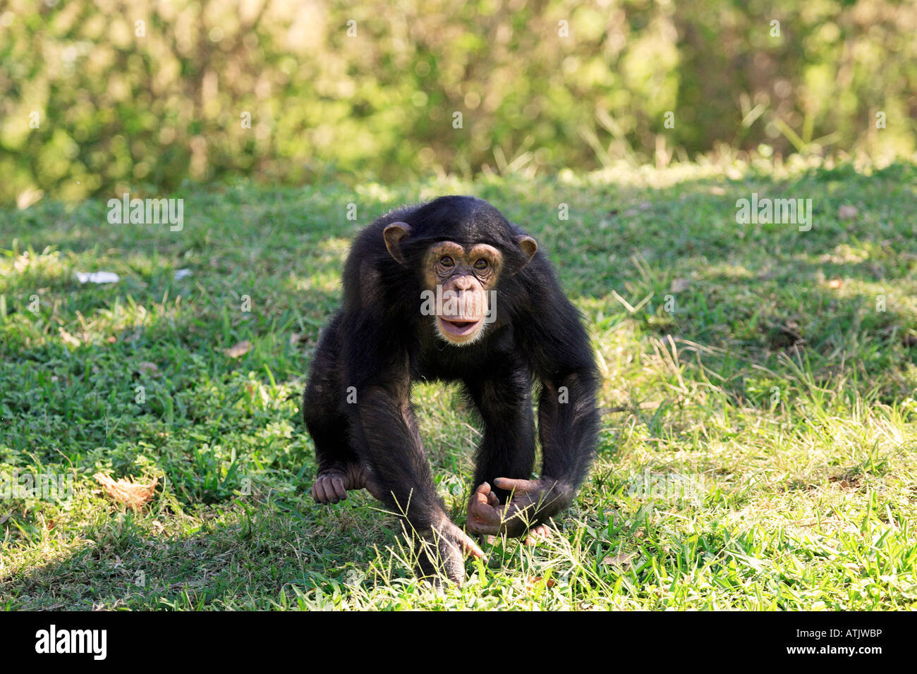 Running chimpanzee hi-res stock photography and images - Alamy