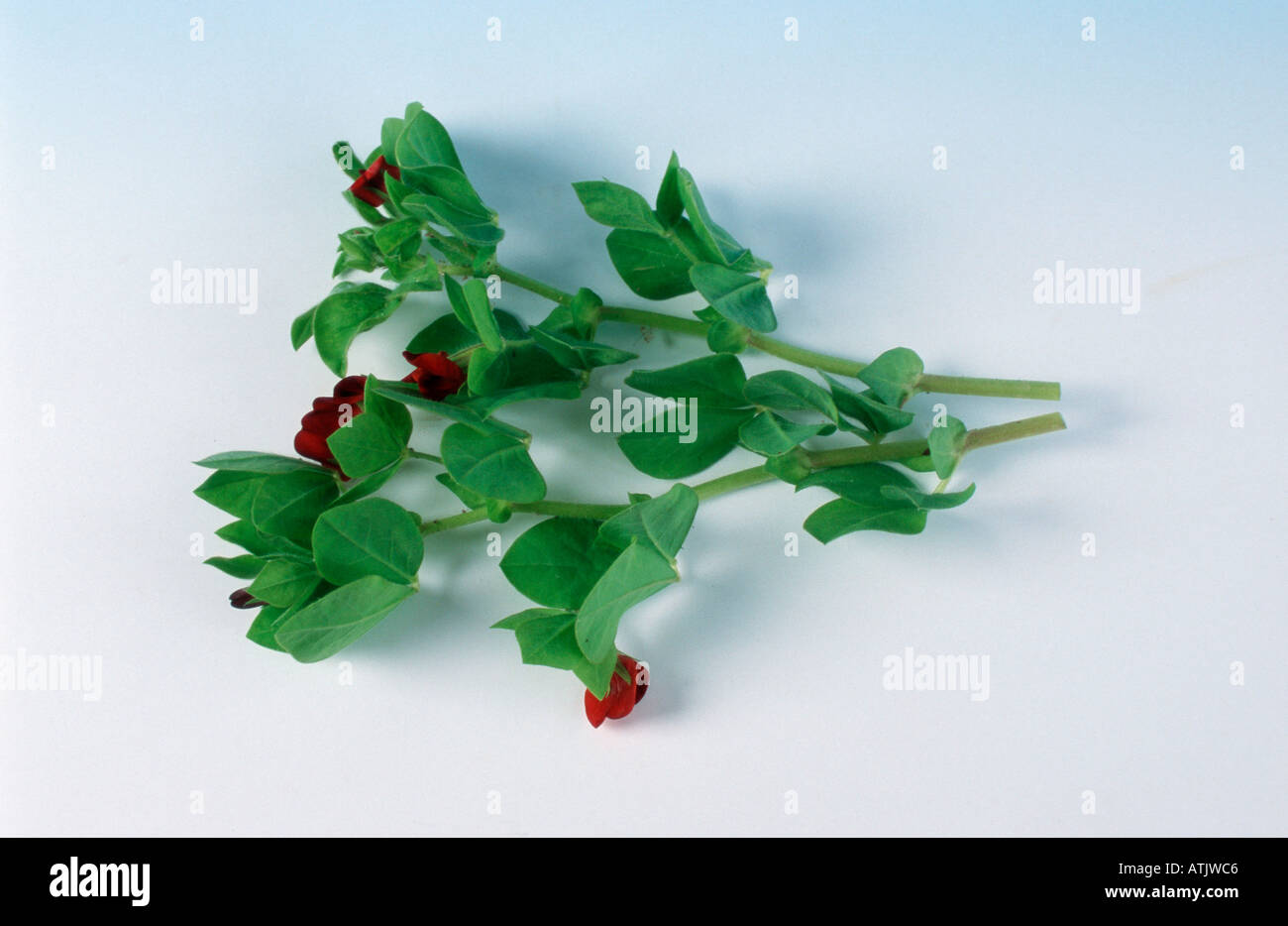 Winged Pea / Asparagus Pea Stock Photo - Alamy