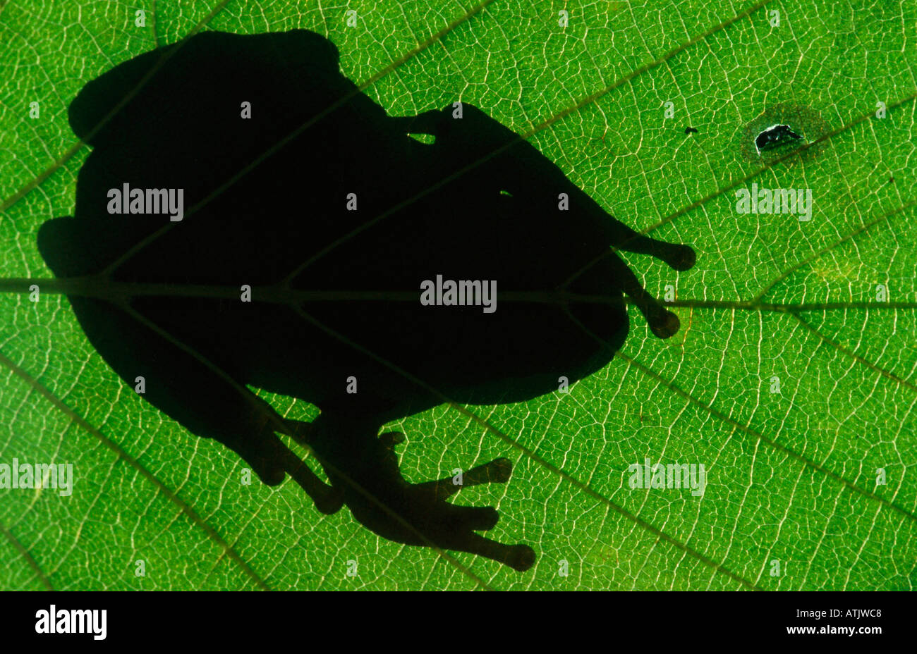 Tree Frog / Tree Toad Stock Photo - Alamy