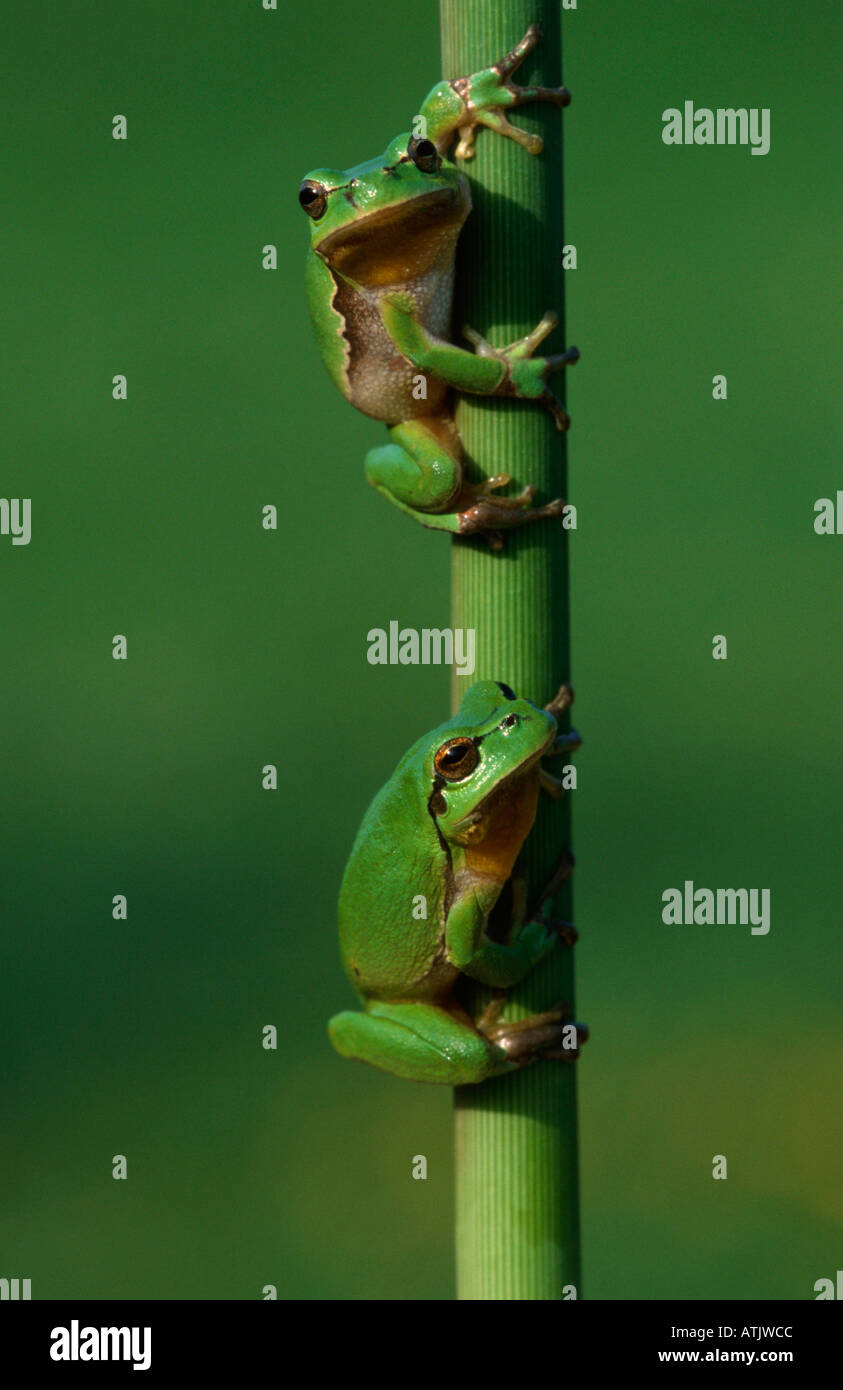 Tree Frog / Tree Toad Stock Photo - Alamy