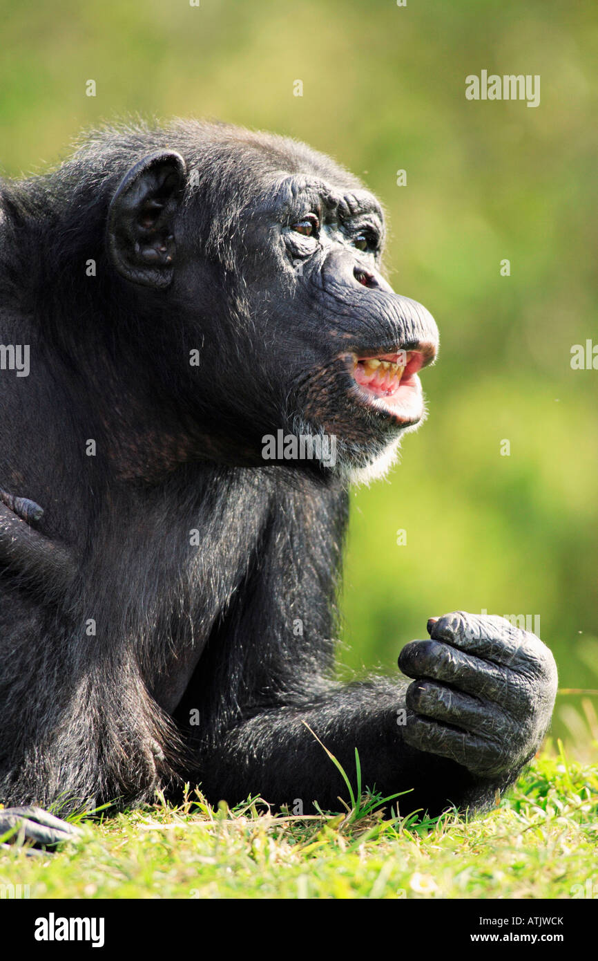 Primate facial communication hi-res stock photography and images - Alamy