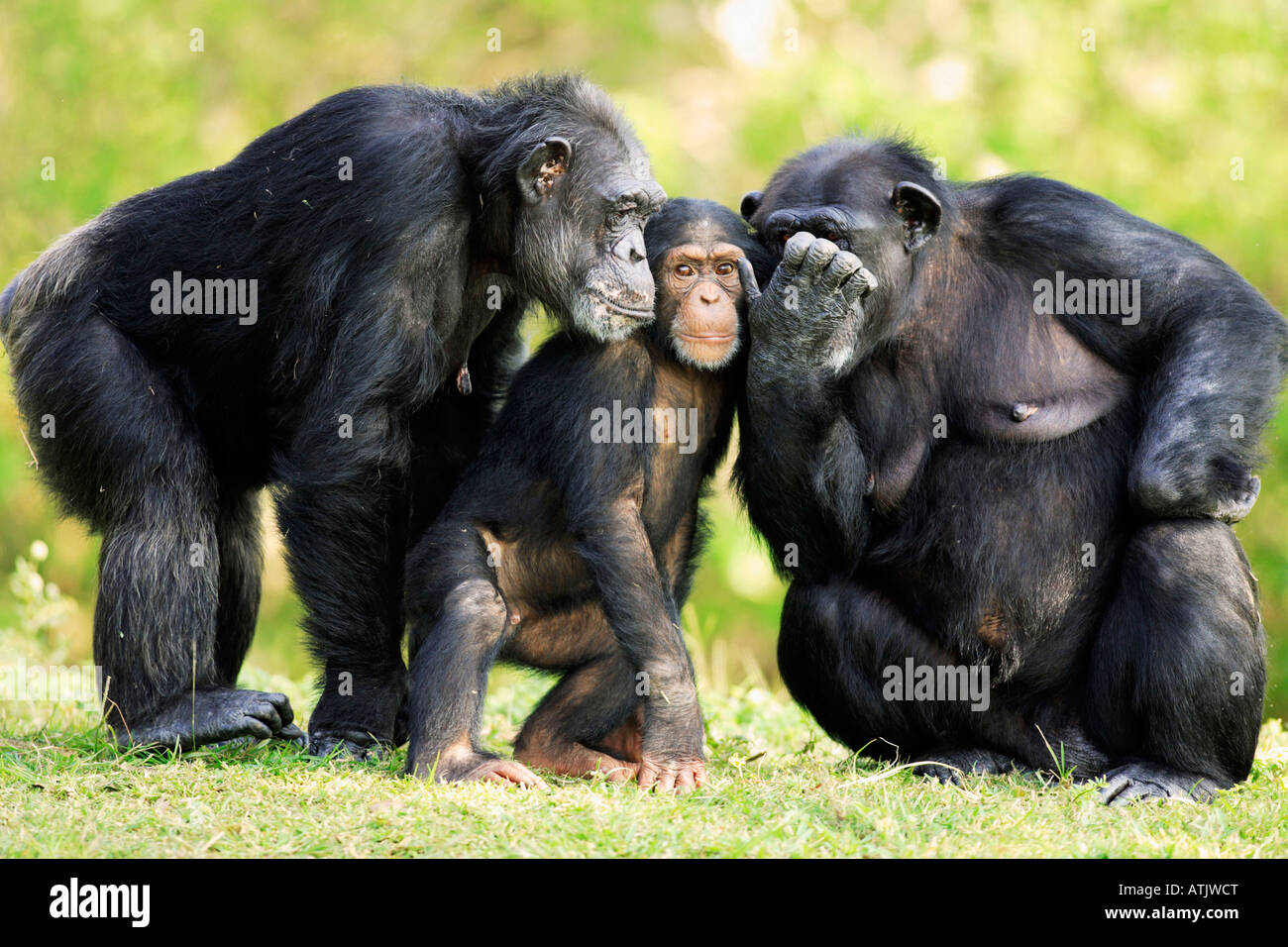 Three young chimpanzees at hi-res stock photography and images - Alamy