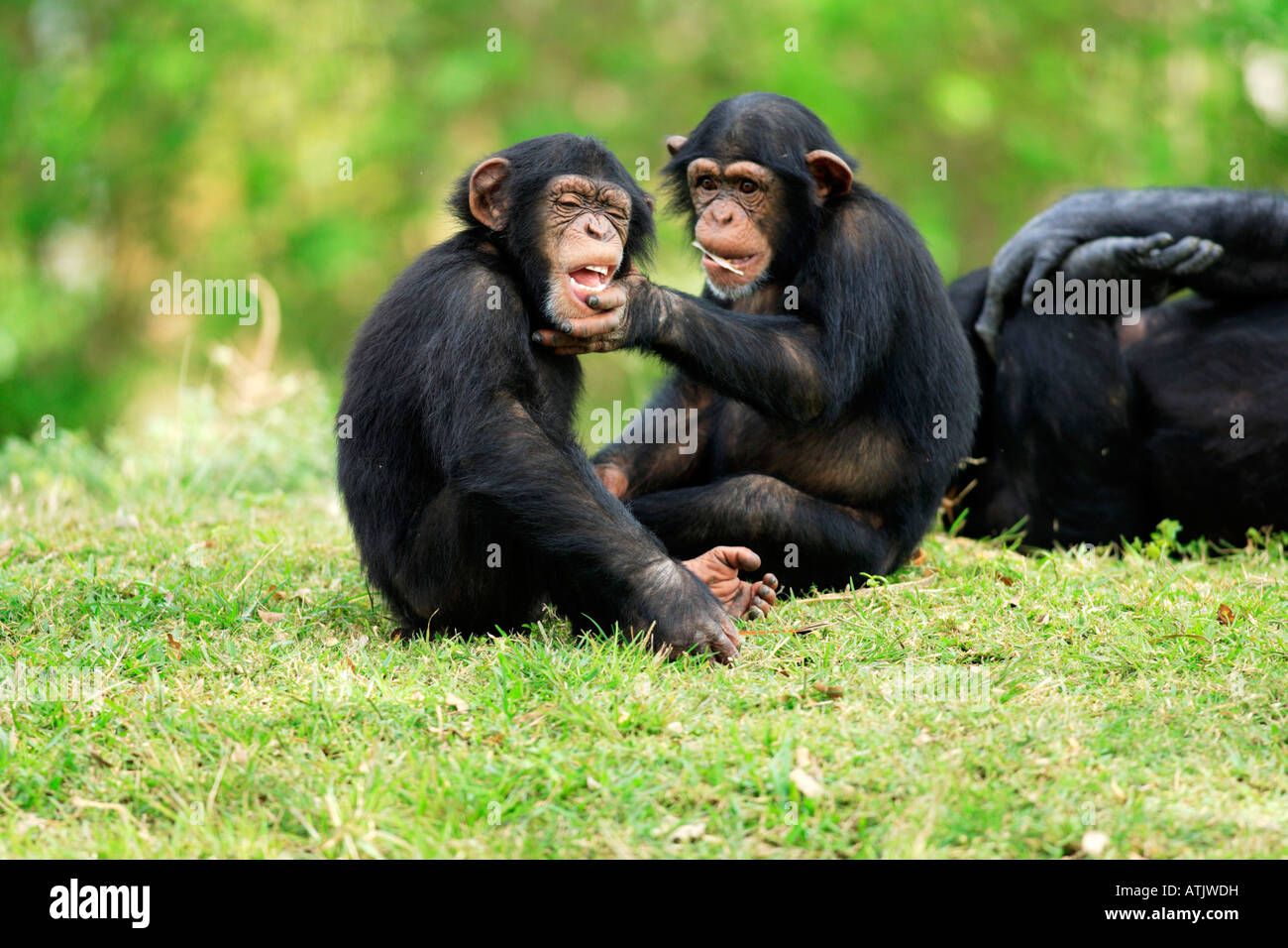Chimpanzees playing hi-res stock photography and images - Alamy