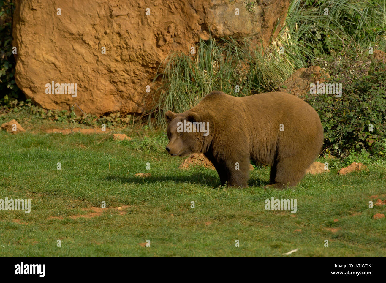 European Brown Bear Ursos arctos Cantabrica, Spanish race, Photographed ...