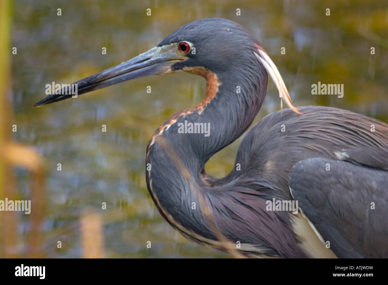 Everglades national park white bay hi-res stock photography and images ...
