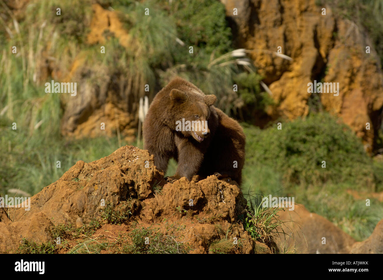 European Brown Bear Ursos arctos Cantabrica, Spanish race, Photographed ...