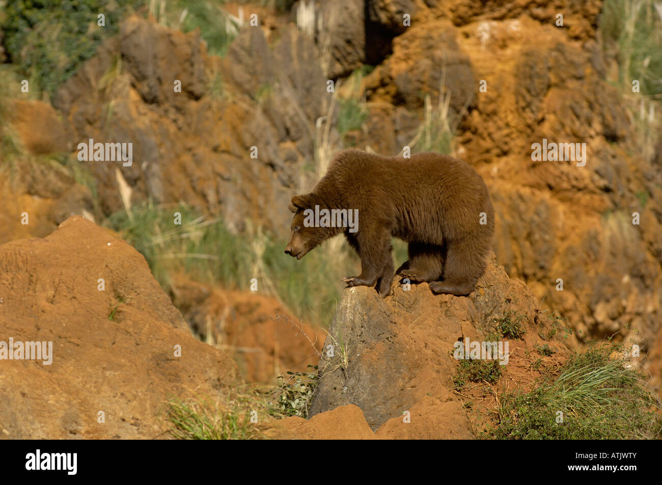 European Brown Bear Ursos arctos Cantabrica, Spanish race Photographed ...