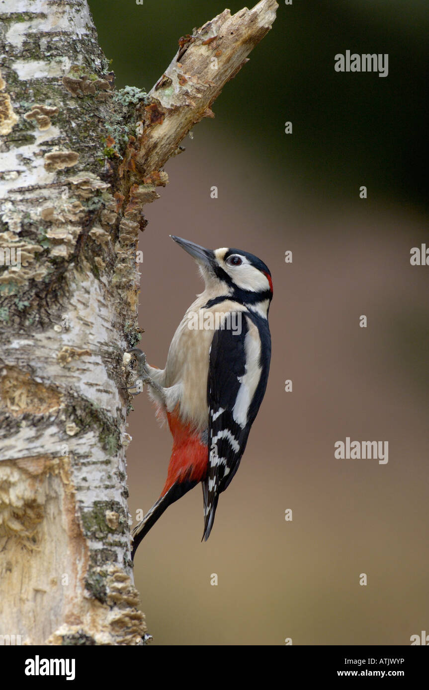 Great spotted woodpecker Dendrocopus major Photographed in France Stock ...