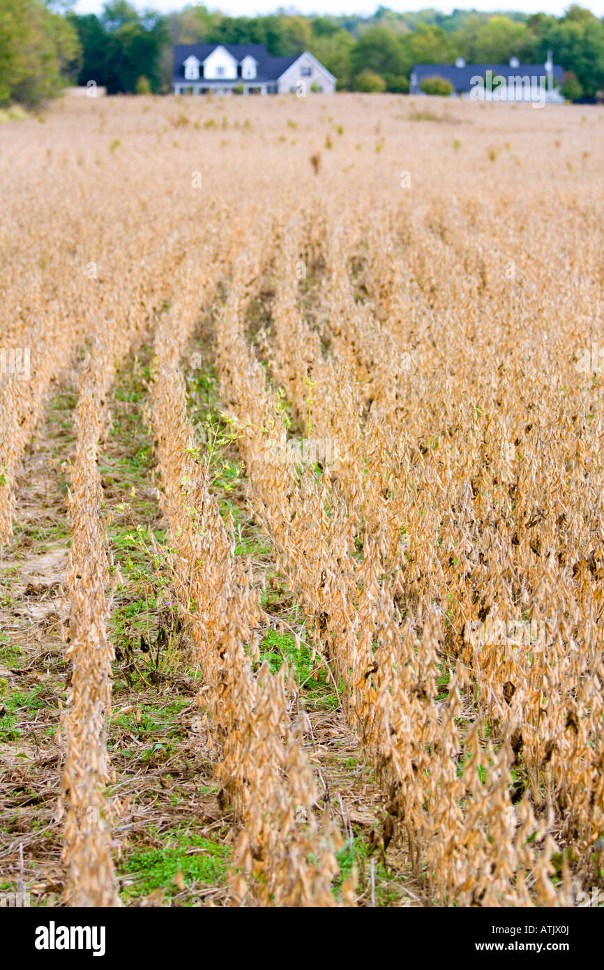 Indiana farm soy hi-res stock photography and images - Alamy