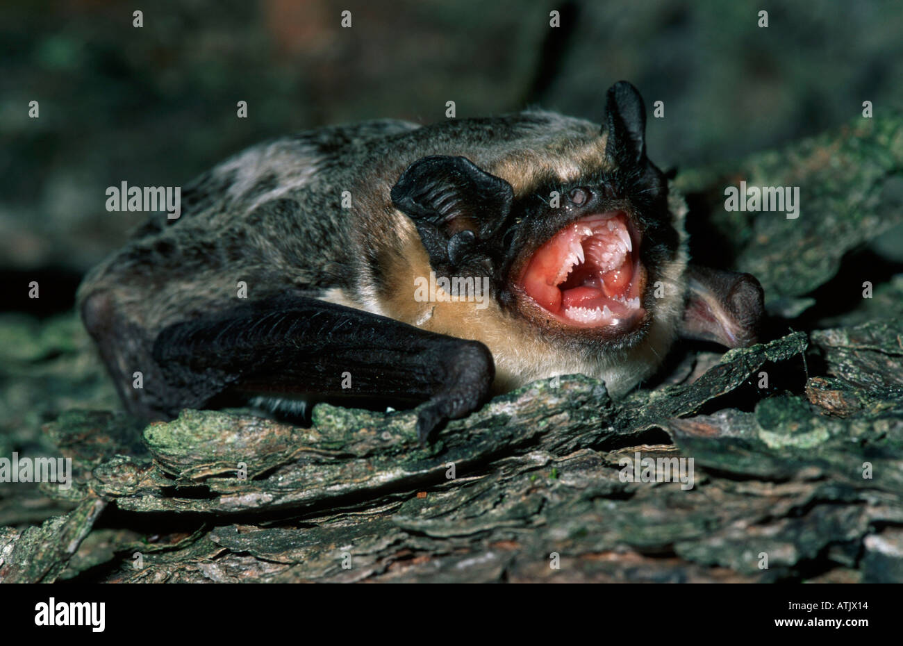 Parti coloured bats hi-res stock photography and images - Alamy
