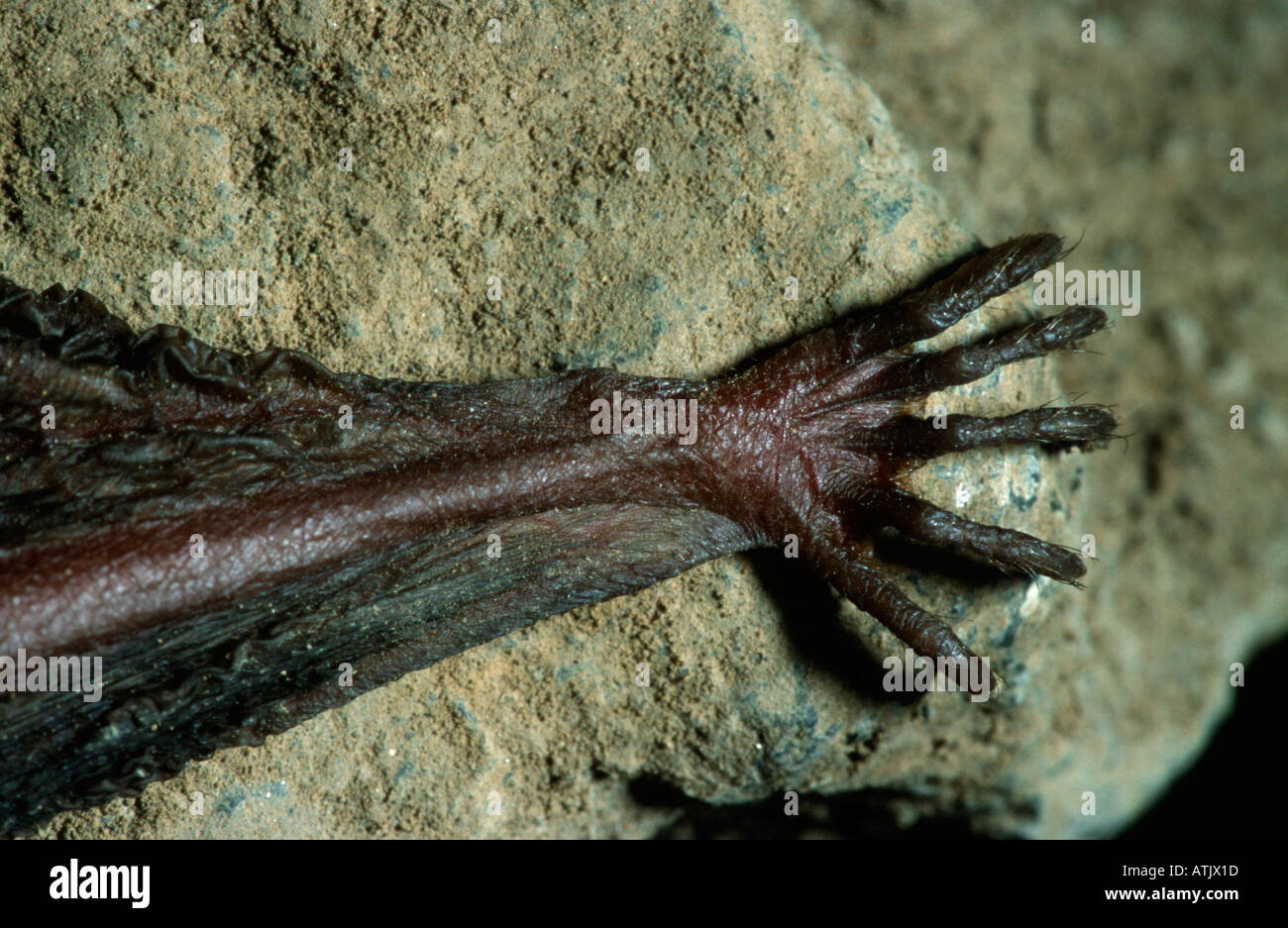 Brown Long-eared Bat Stock Photo - Alamy