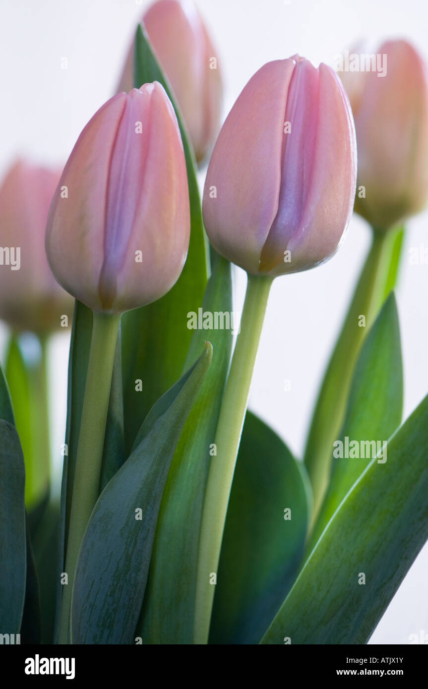 Fresh tulips bouquet in Cut Out Stock Images & Pictures - Alamy