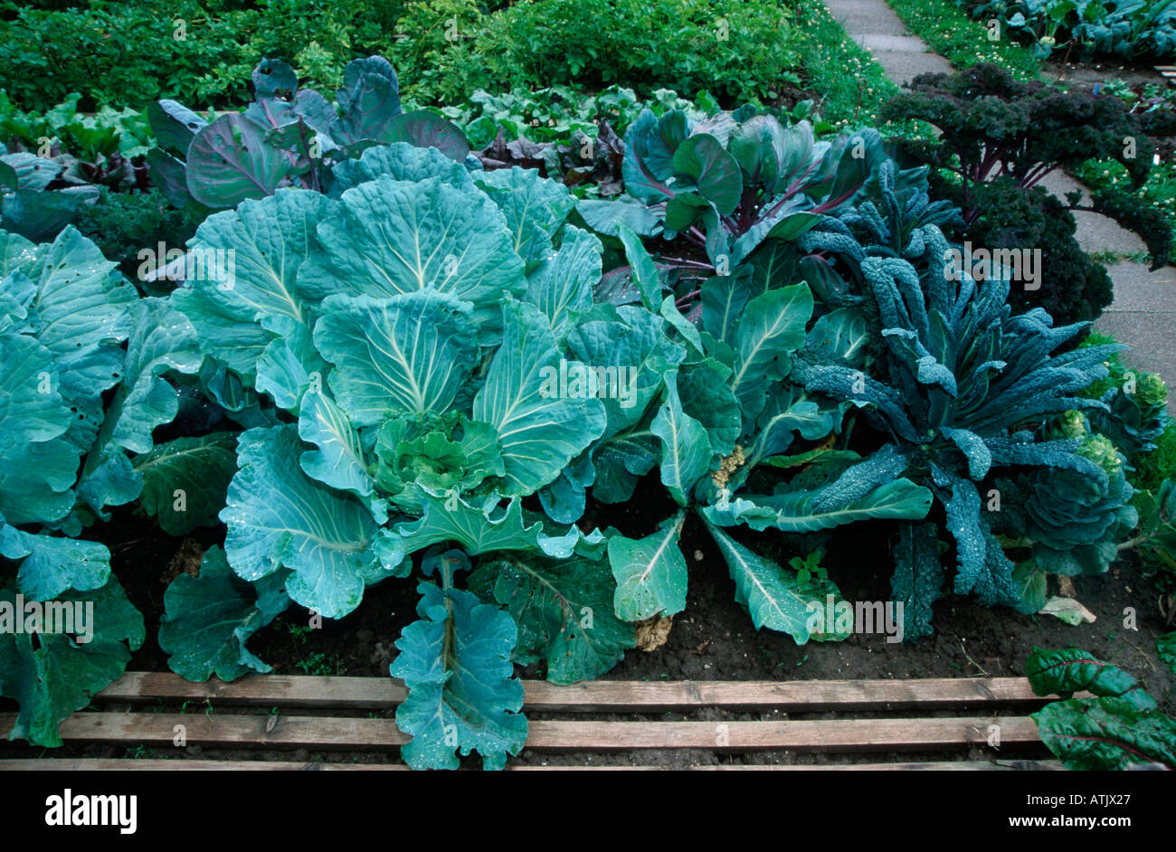Bed of vegetables Stock Photo - Alamy