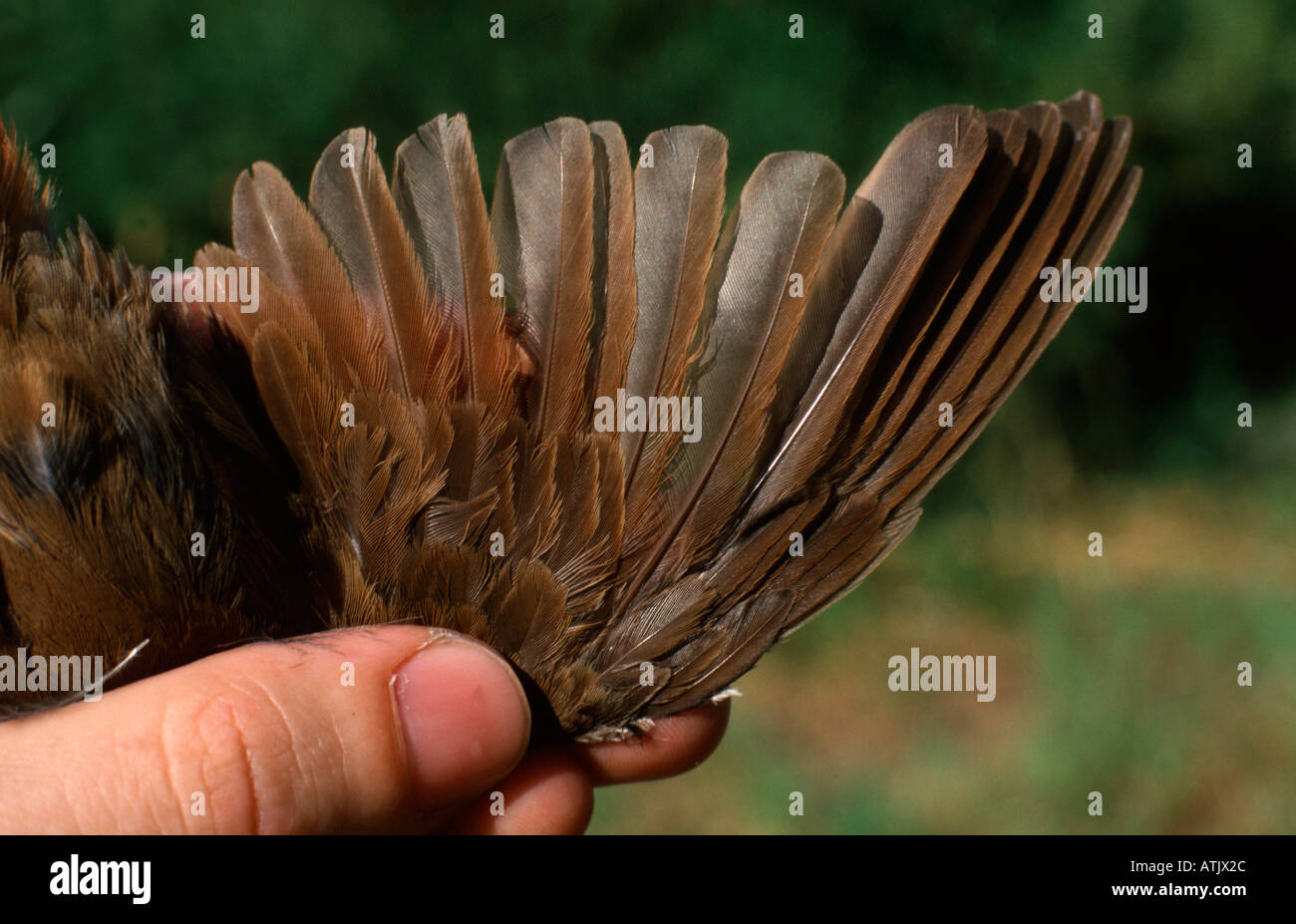 Nightingale wing hi-res stock photography and images - Alamy