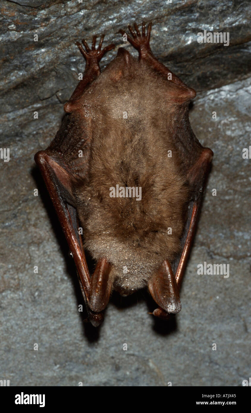 Greater Mouse-eared Bat Stock Photo - Alamy