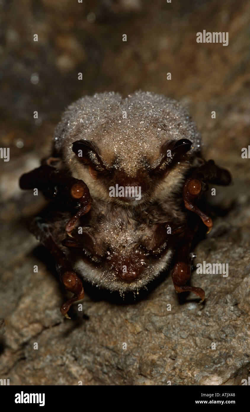 Whiskered bat myotis mystacinus hi-res stock photography and images - Alamy