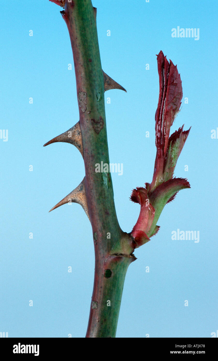 Young rose plants hi-res stock photography and images - Alamy