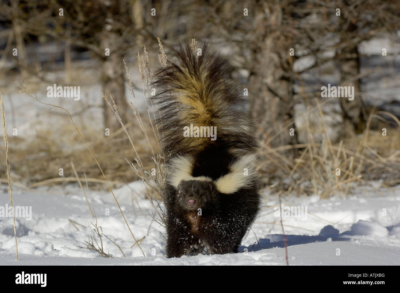 Skunk in snow hi-res stock photography and images - Alamy