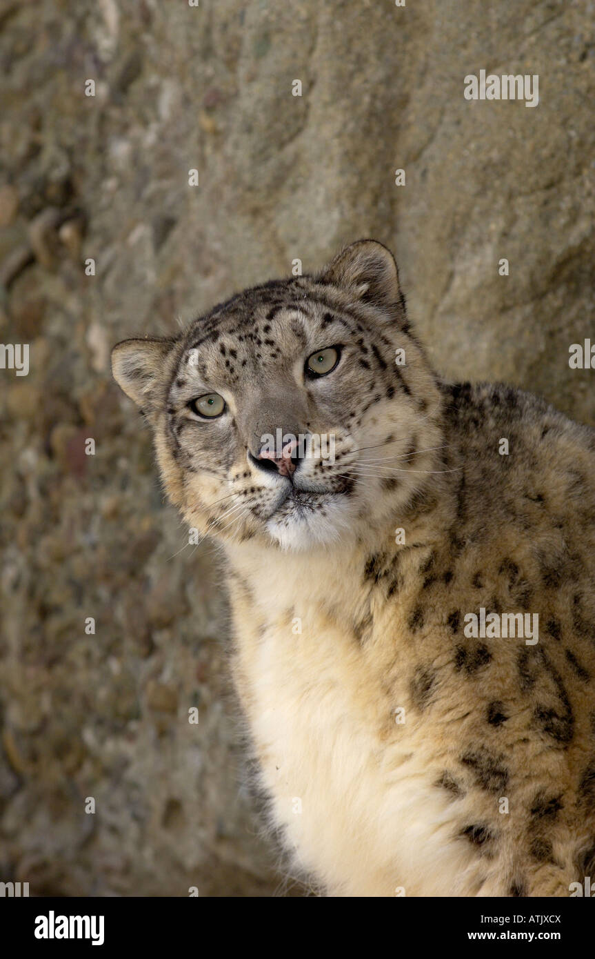 Snow Leopard Panthera uncia Stock Photo - Alamy