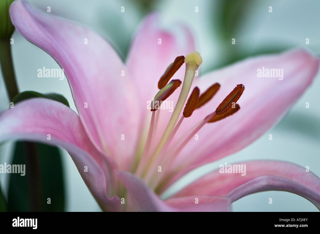 Asiatic lily bouquet hi-res stock photography and images - Alamy