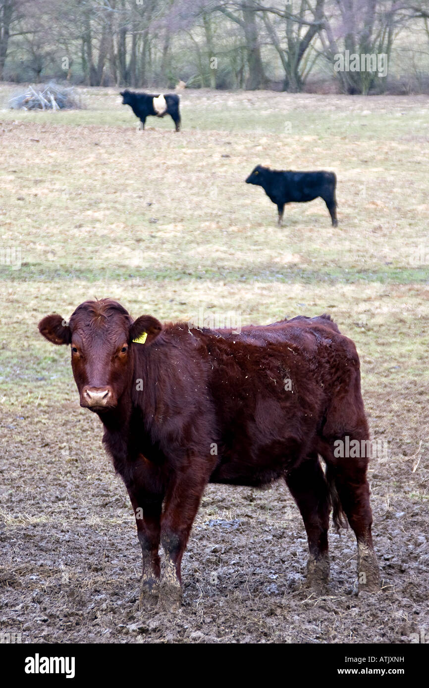 Sussex cattle hi-res stock photography and images - Alamy