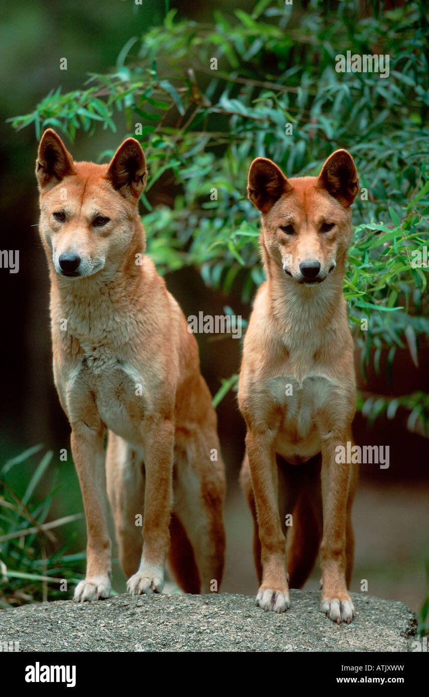 Dingo australia prey hi-res stock photography and images - Alamy
