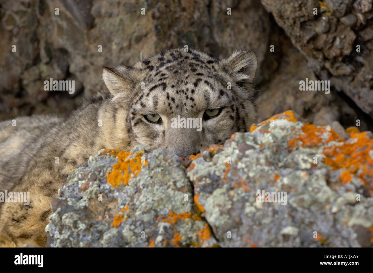 Snow Leopard Panthera uncia Stock Photo - Alamy