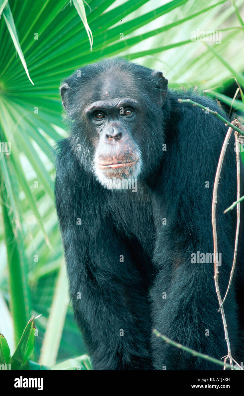 Chimpanzee / Chimpy Stock Photo - Alamy