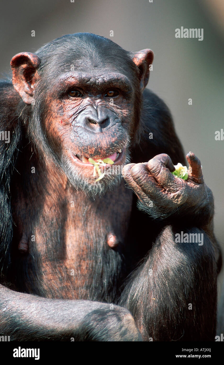Chimpanzee / Chimpy Stock Photo - Alamy