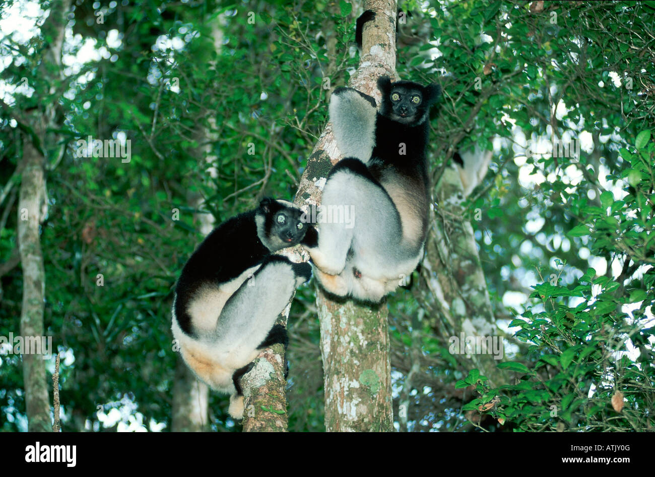 Indris lemur hi-res stock photography and images - Alamy
