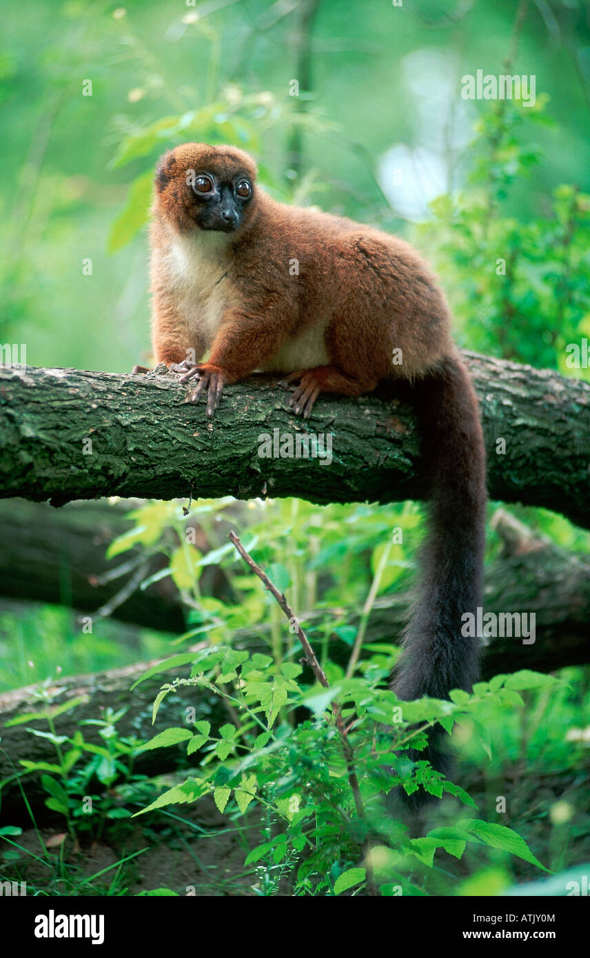 Red bellied lemurs eulemur rubriventer hi-res stock photography and ...
