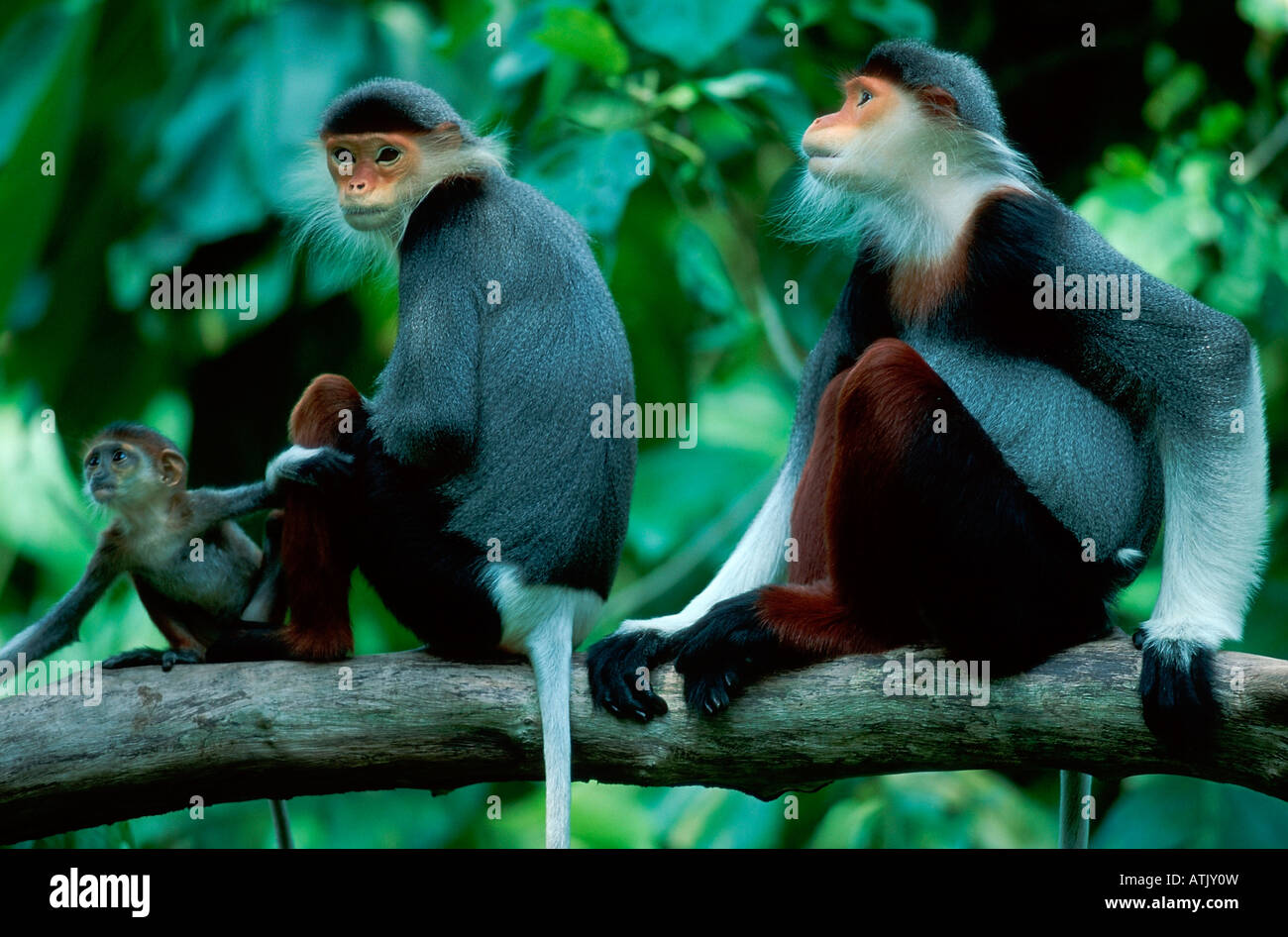 Red shanked douc langurs hi-res stock photography and images - Alamy