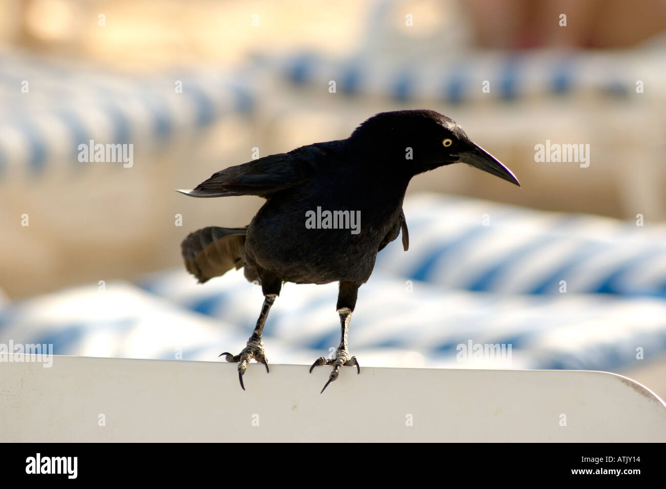 Crow sitting on top of chair at the beach Stock Photo - Alamy
