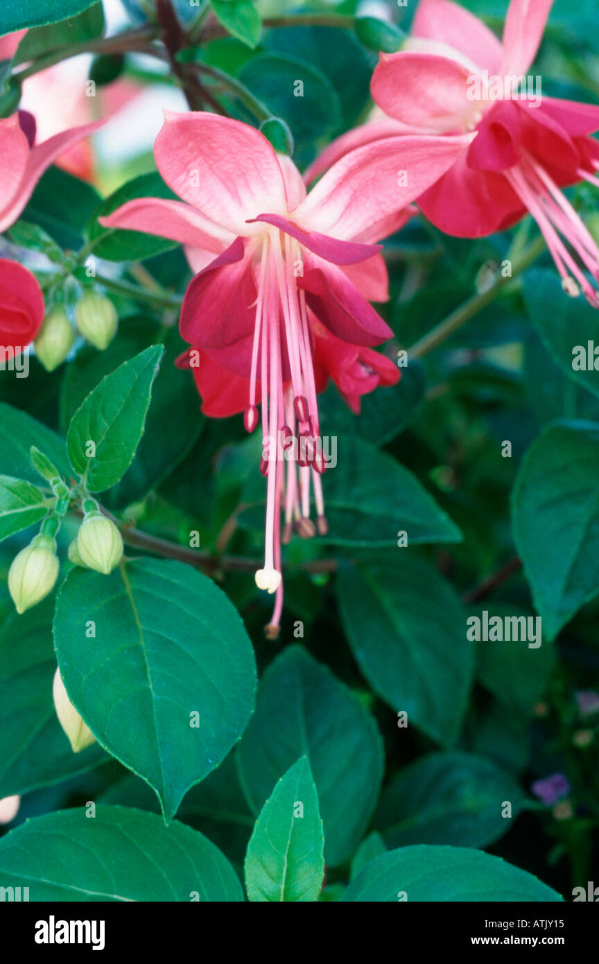 Fuchsia hi-res stock photography and images - Alamy