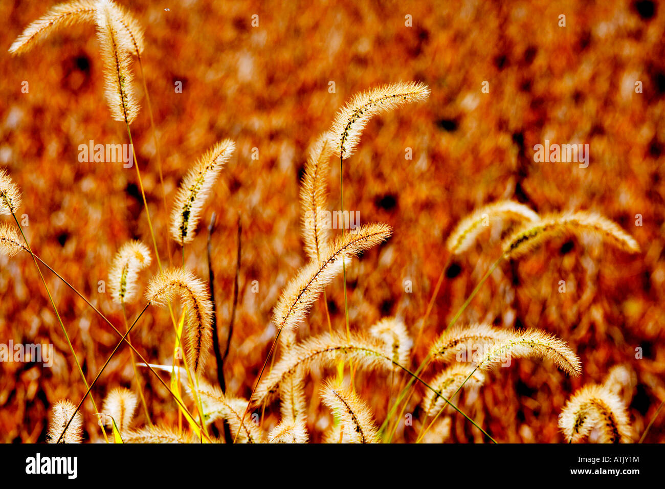 Gold stems hi-res stock photography and images - Alamy
