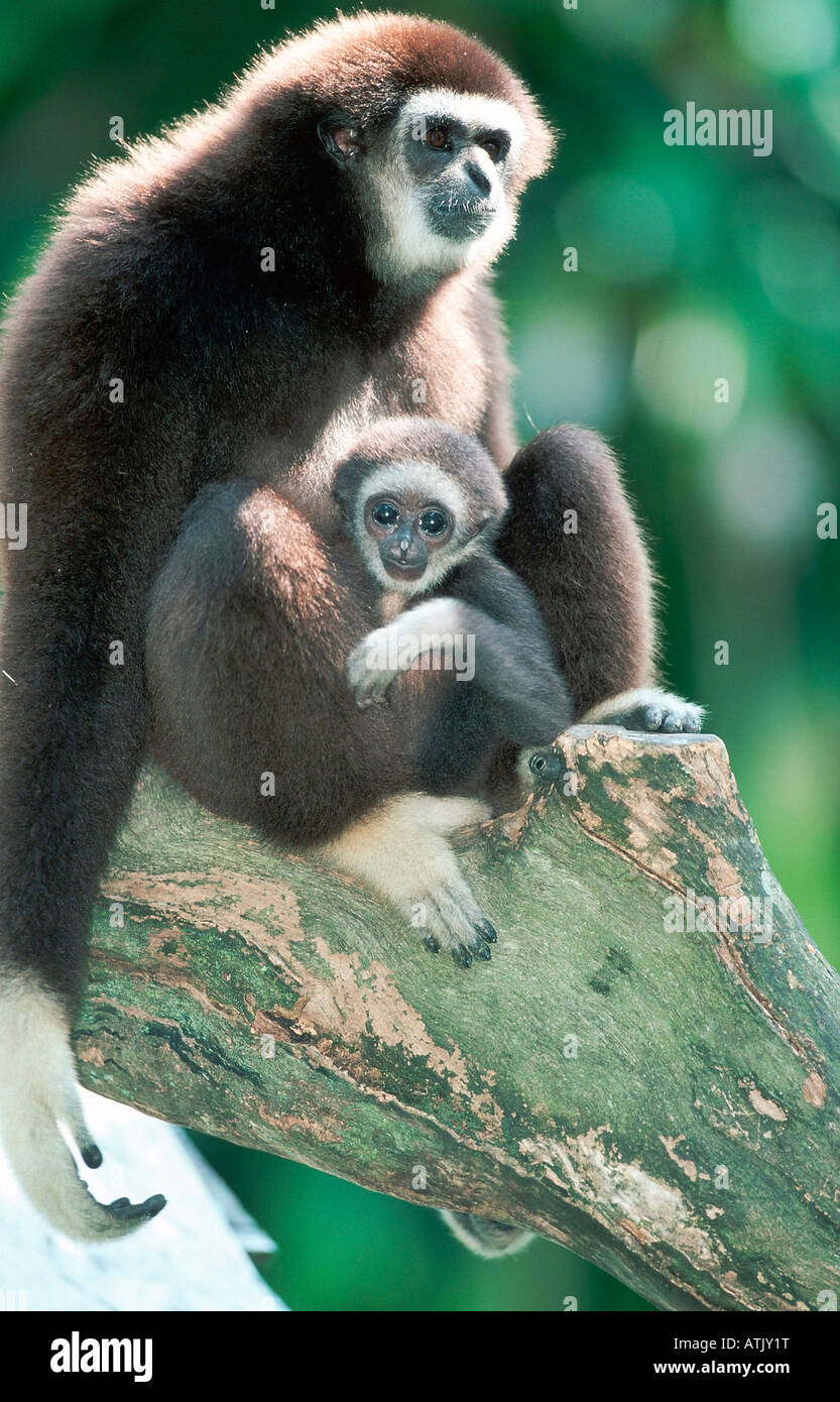Lar gibbon hylobates female sitting hi-res stock photography and images ...