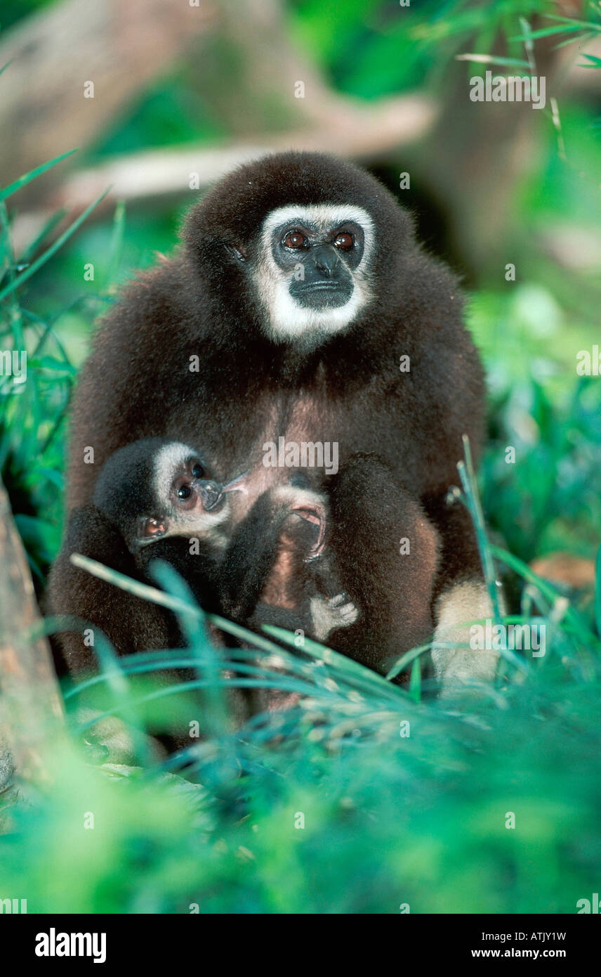 Lar gibbon hylobates female sitting hi-res stock photography and images ...